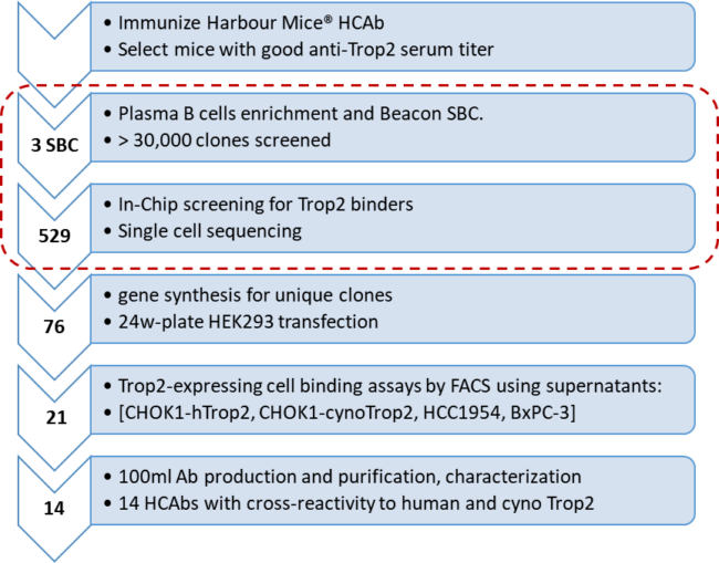 Case Study | Trop2 HCAb Discovery by Beacon® SBC - Nona Biosciences