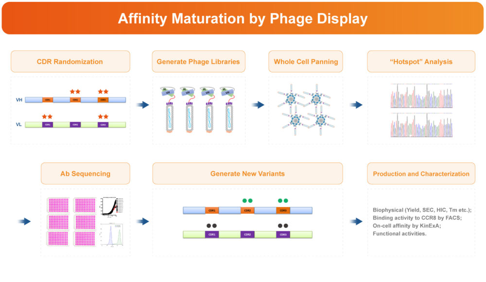 Antibody Discovery and Engineering for CCR8 Antibody with Cross-reactivity to Cyno Monkey CCR8 ...