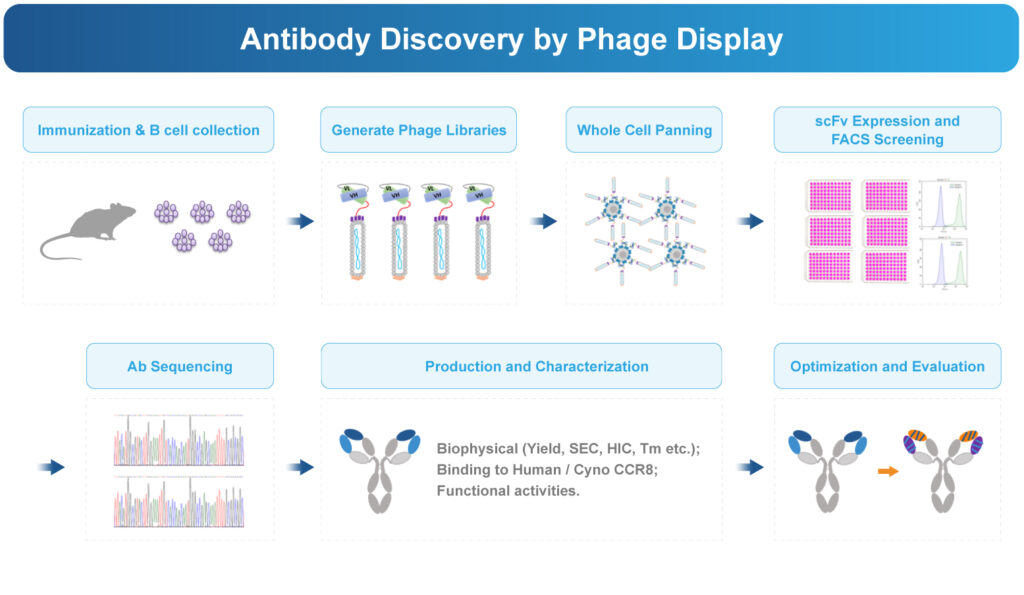 Antibody Discovery and Engineering for CCR8 Antibody with Cross-reactivity to Cyno Monkey CCR8 ...