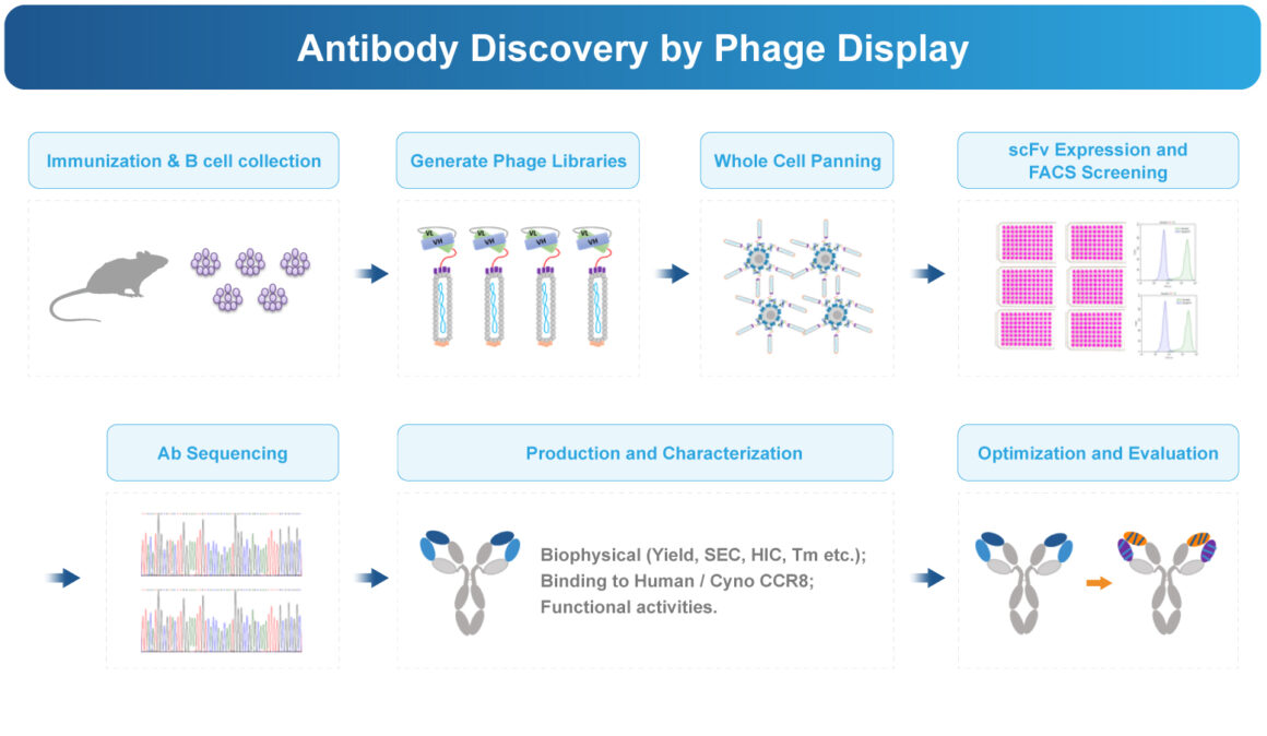 Antibody Discovery and Engineering for CCR8 Antibody with Cross-reactivity to Cyno Monkey CCR8 ...