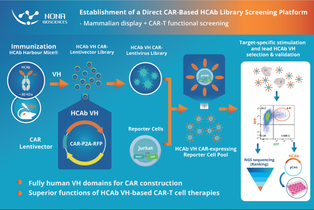 Establishment of a Direct CAR-Based HCAb Library Screening Method ...