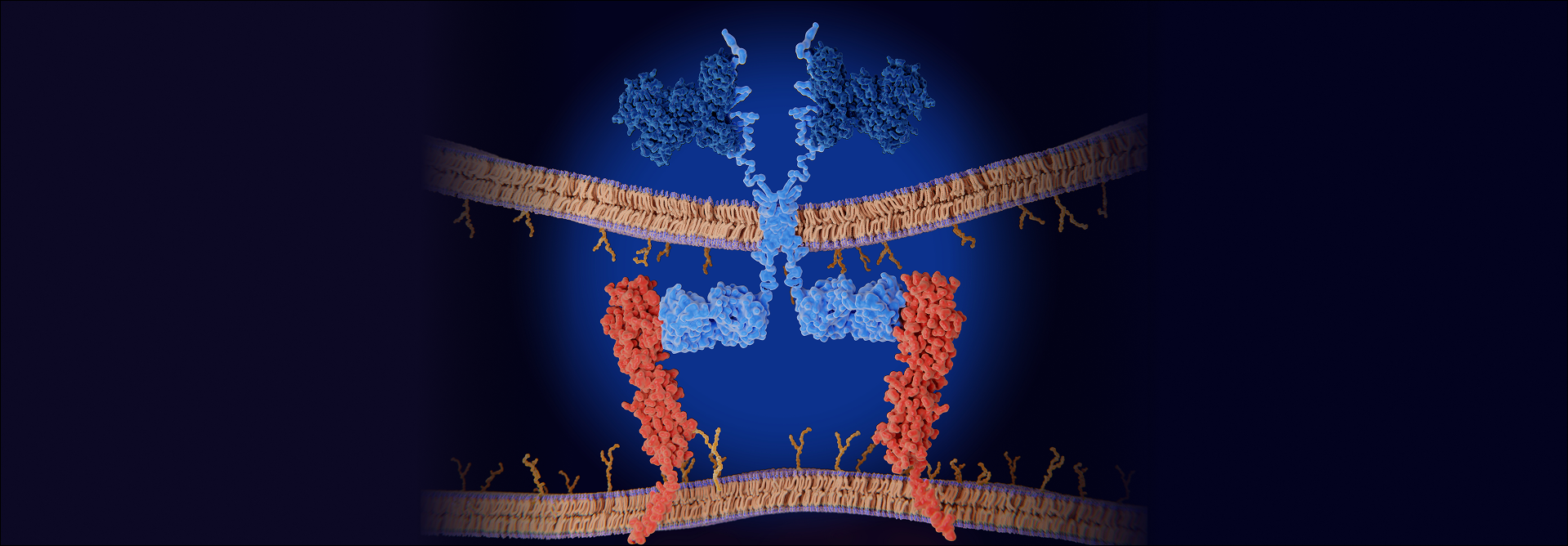 CAR Optimization for Solid Tumors with Functional Screening of ...